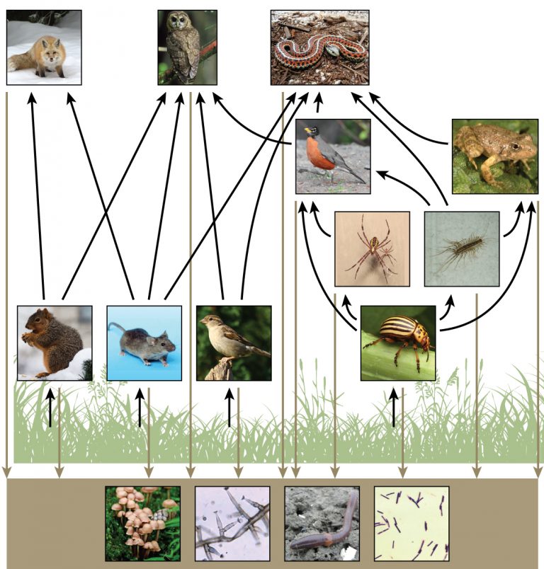 Energy Flow through Ecosystems – Environmental Science