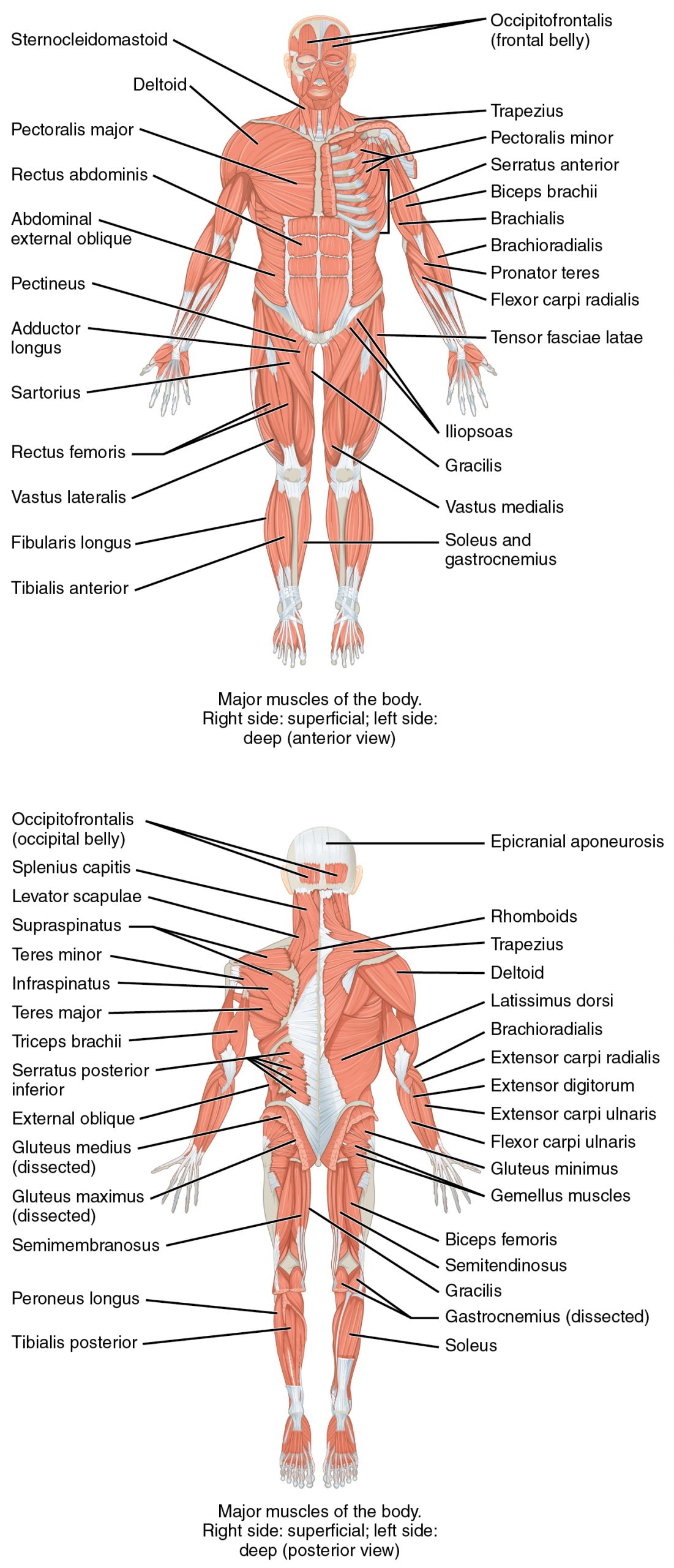 Muscular System Building A Medical Terminology Foundation